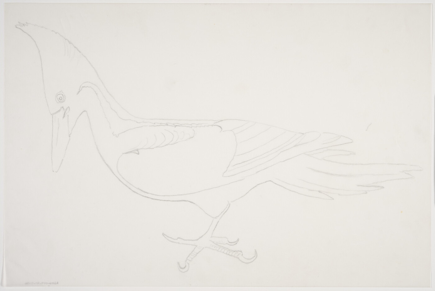 [Tracing of Woodpecker] | Amon Carter Museum of American Art