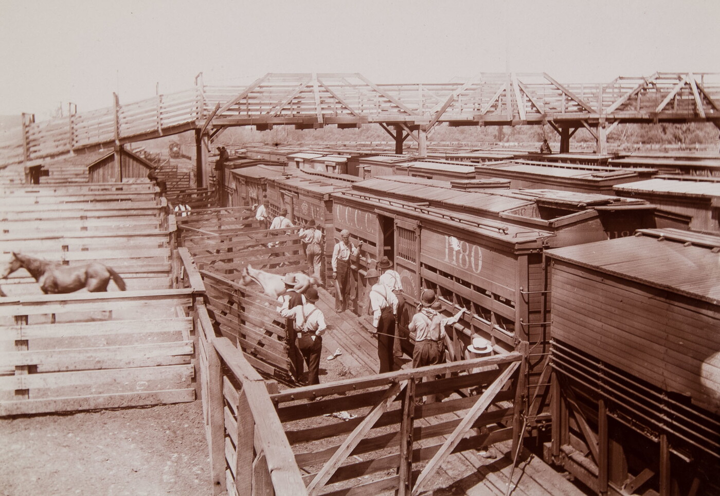 [Unloading horses from boxcars in the stockyards] | Amon Carter Museum ...