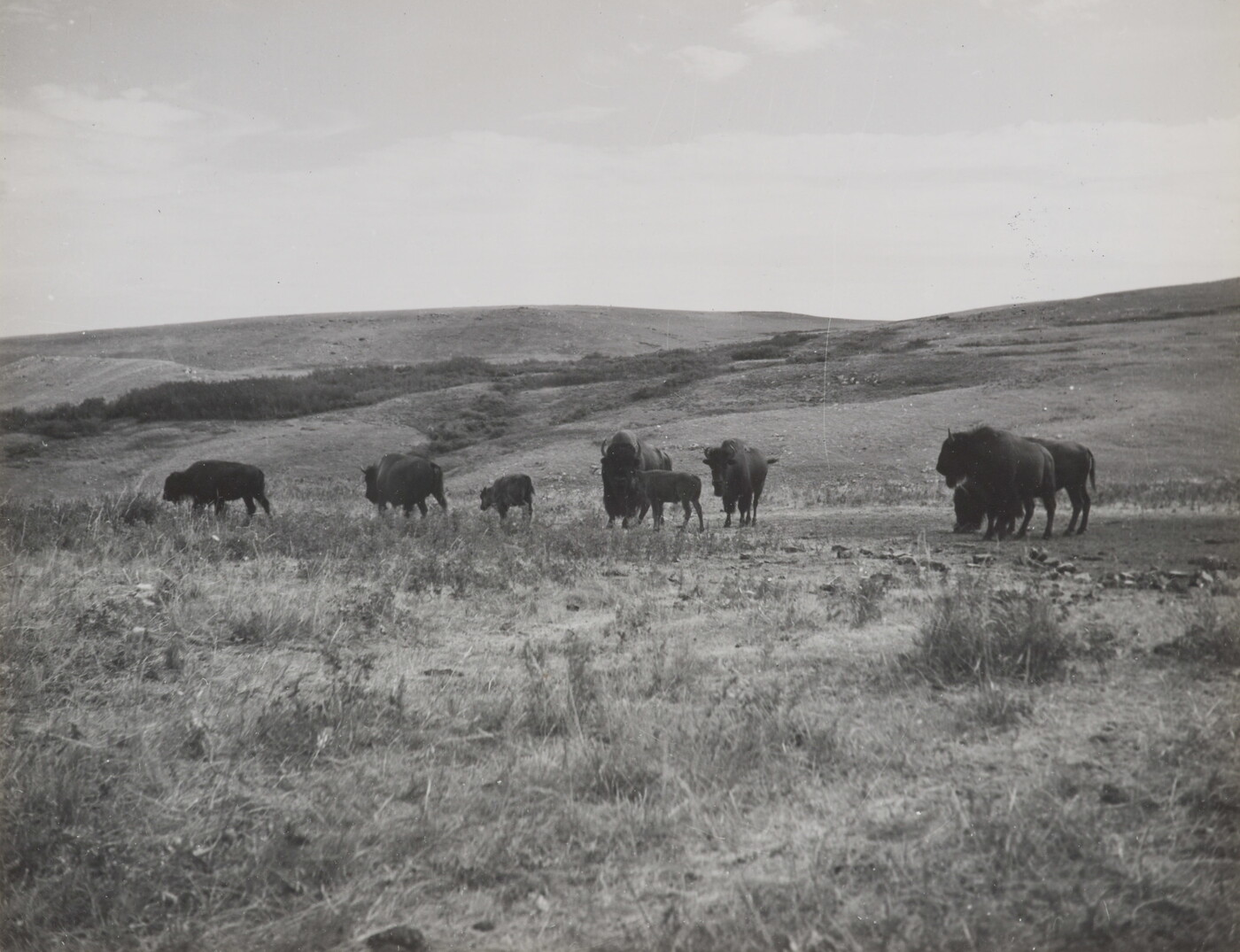 [Buffalo from Crow tribal herd] | Amon Carter Museum of American Art