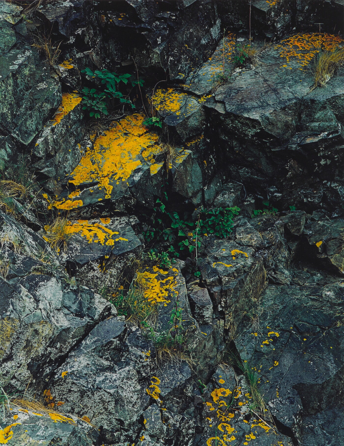 Fractured Basalt and Lichen, Peak Island, Maine, July 24, 1969 | Amon ...