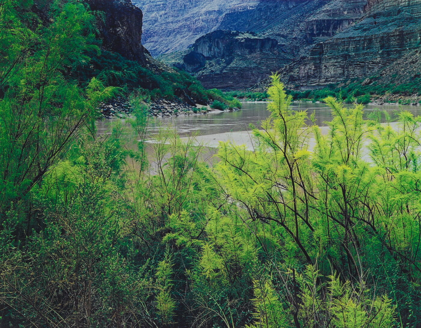 Tamarisk on Riverbank, Whitmore Wash, Grand Canyon, Arizona, September ...