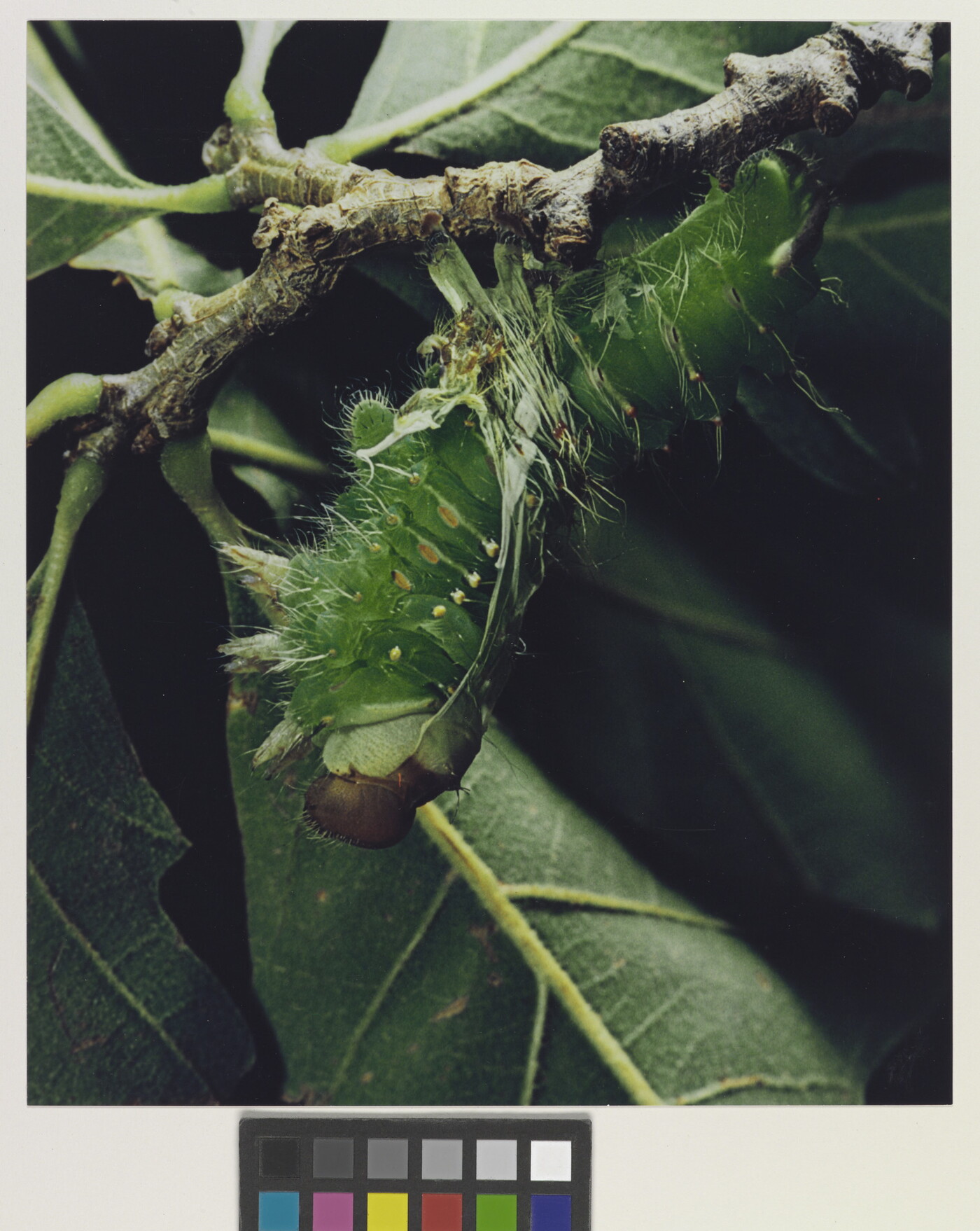 Telea Polyphemus Larva, About 4 Weeks Old, Molting Sequence 1, #12 ...