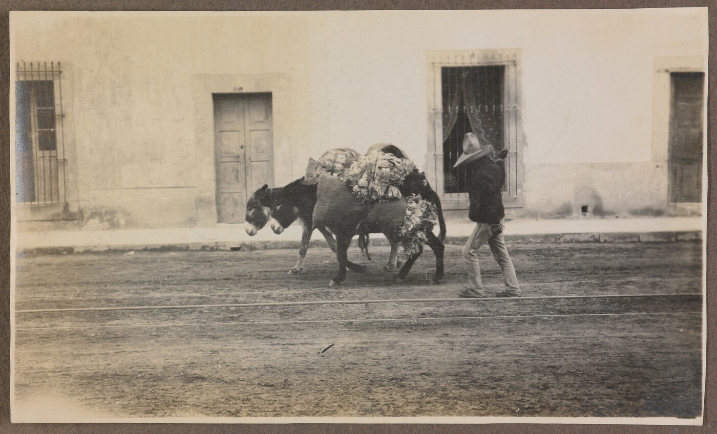 Mexican Driving Loaded Burros - Mexico | Amon Carter Museum of American Art