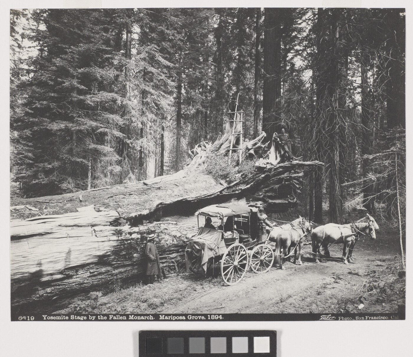 Yosemite Stage by the Fallen Monarch. Mariposa Grove | Amon Carter ...