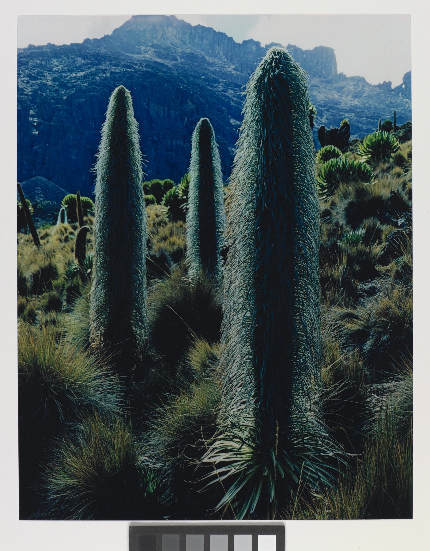 Giant Lobelia, Teleki Valley, Mount Kenya, February 14, 1970 | Amon ...