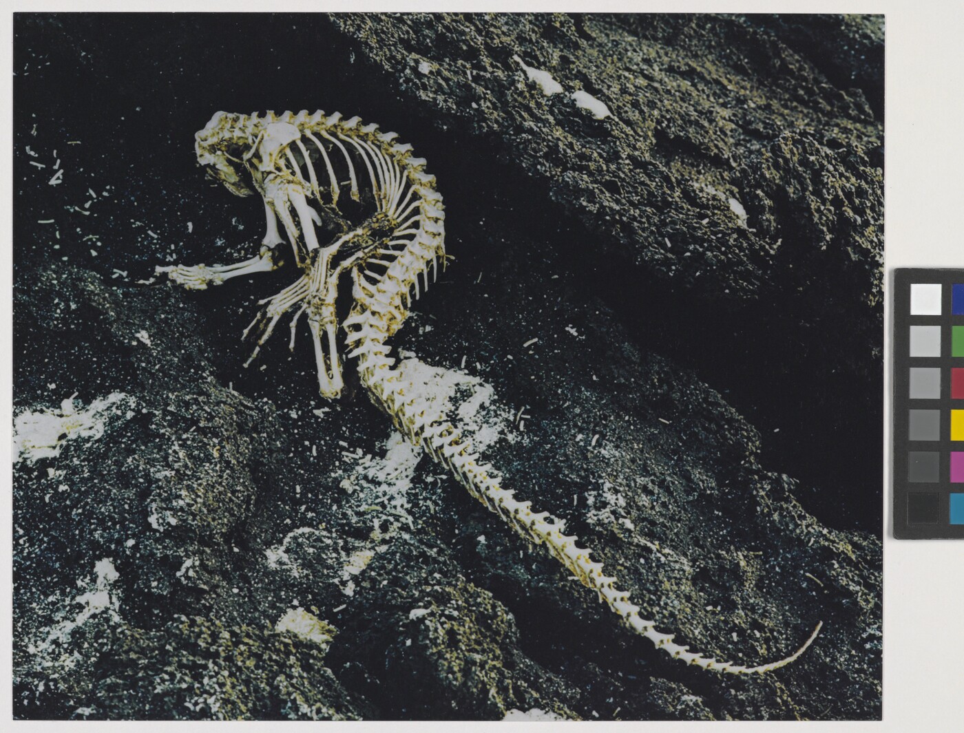 Marine Iguana Skeleton, Punta Espinosa, Fernandina Island, Galápagos ...