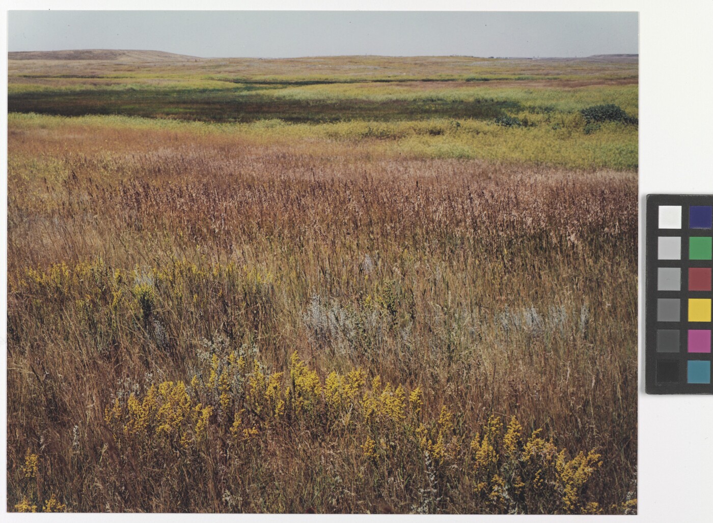 Grass and Goldenrod, Ordway Prairie, South Dakota, August 8, 1978 ...