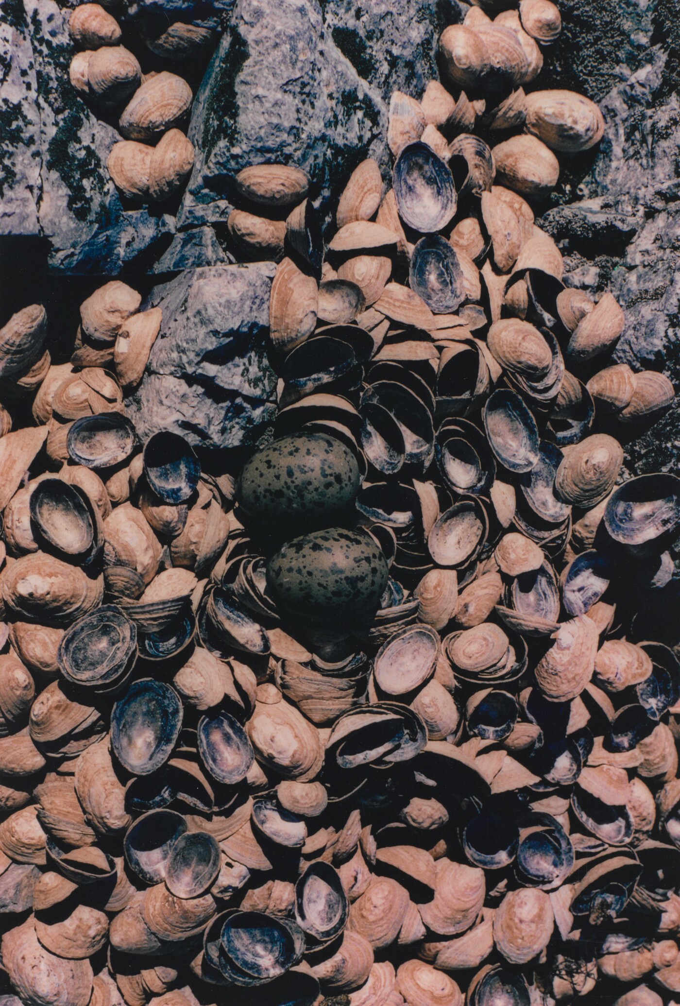 Antarctic Tern Eggs in Bed of Clam Shells, Joubin Islands, Antarctica ...