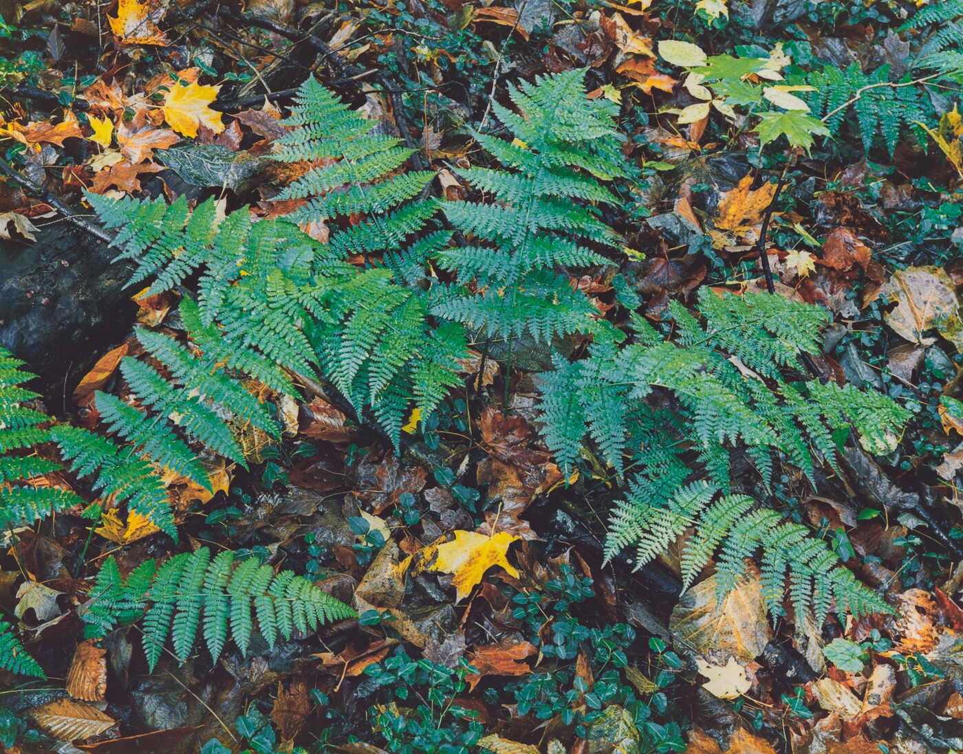 Ferns, Roaring Fork Loop Road, Great Smoky Mountains National Park ...