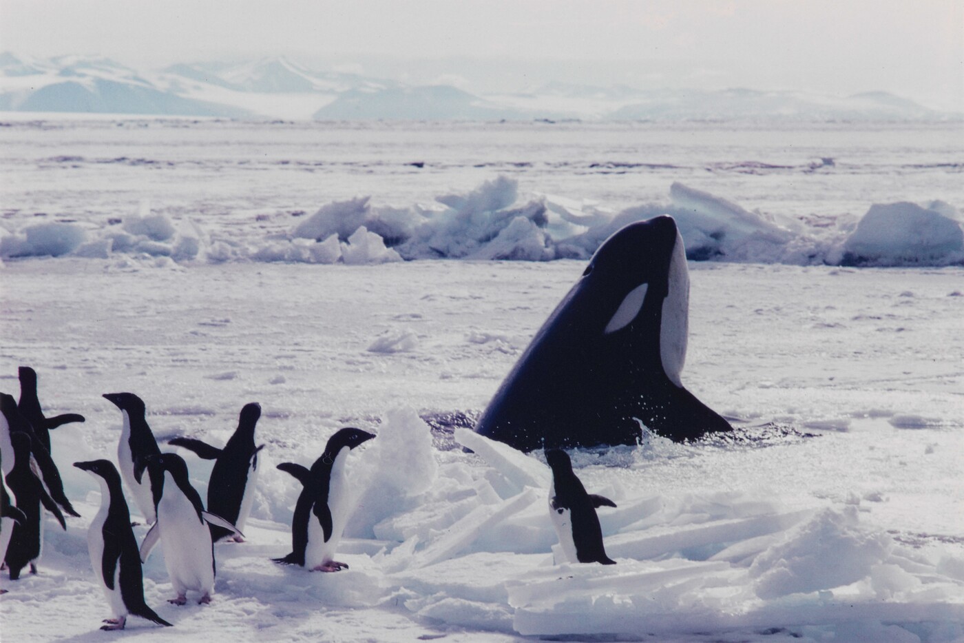 Killer Whale (Orca) and Adélie Penguins, McMurdo Sound, Antarctica ...