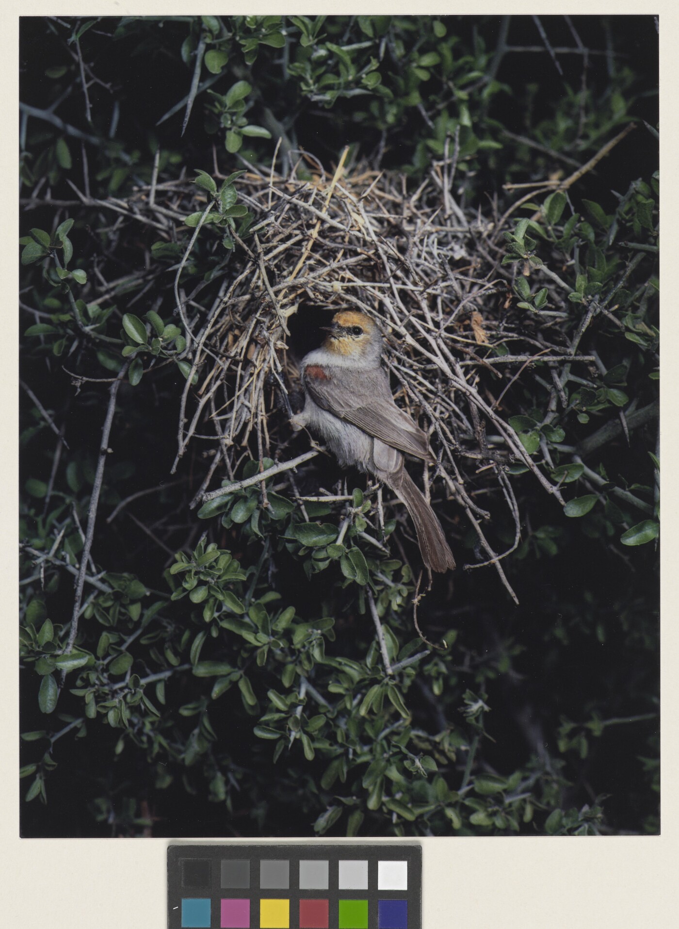 Verdin, Female, Saguaro National Monument, Tucson, Arizona, April 29 ...