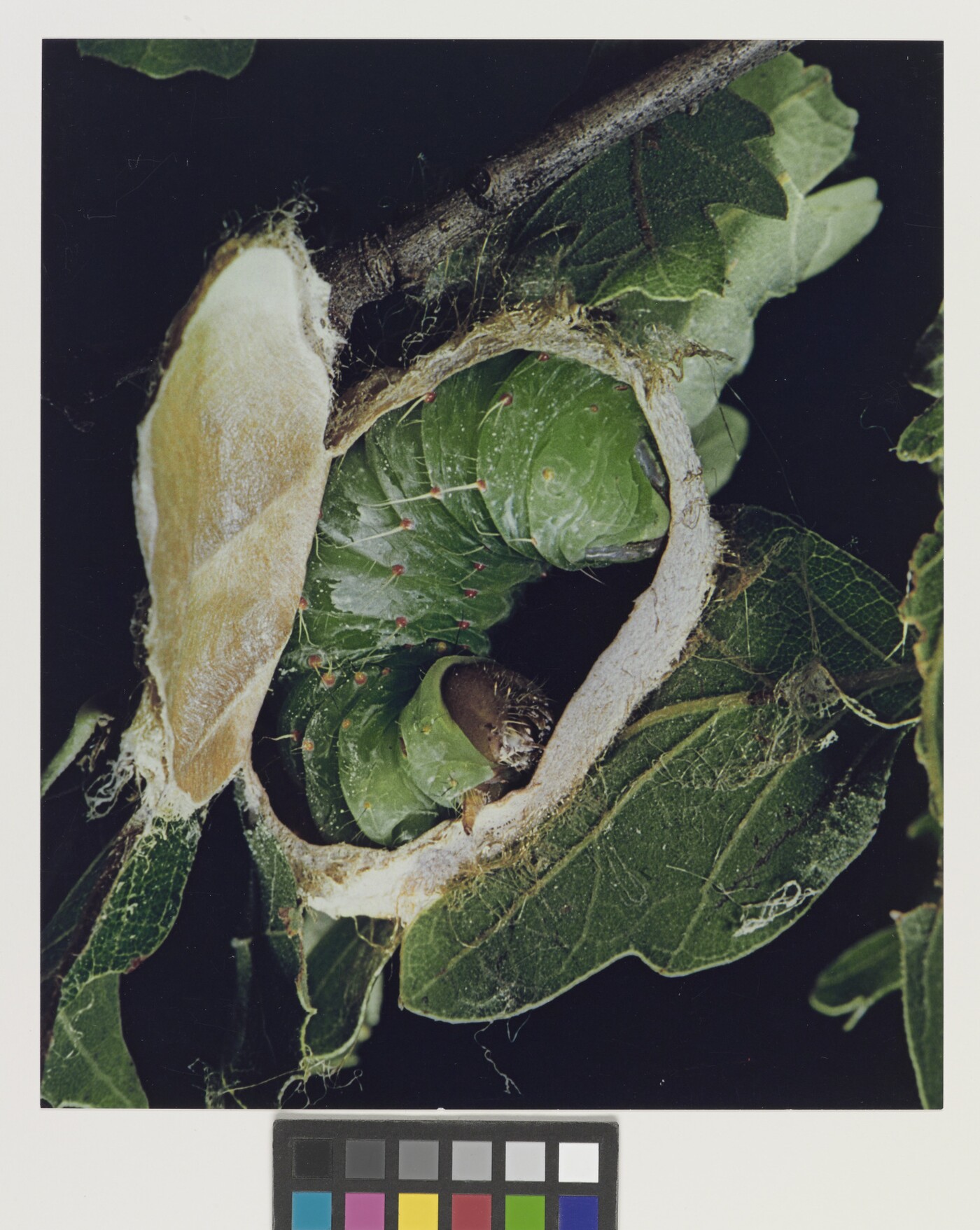 Telea polyphemus Larva, About 6 Weeks Old, Cocoon Spinning, Cocoon ...