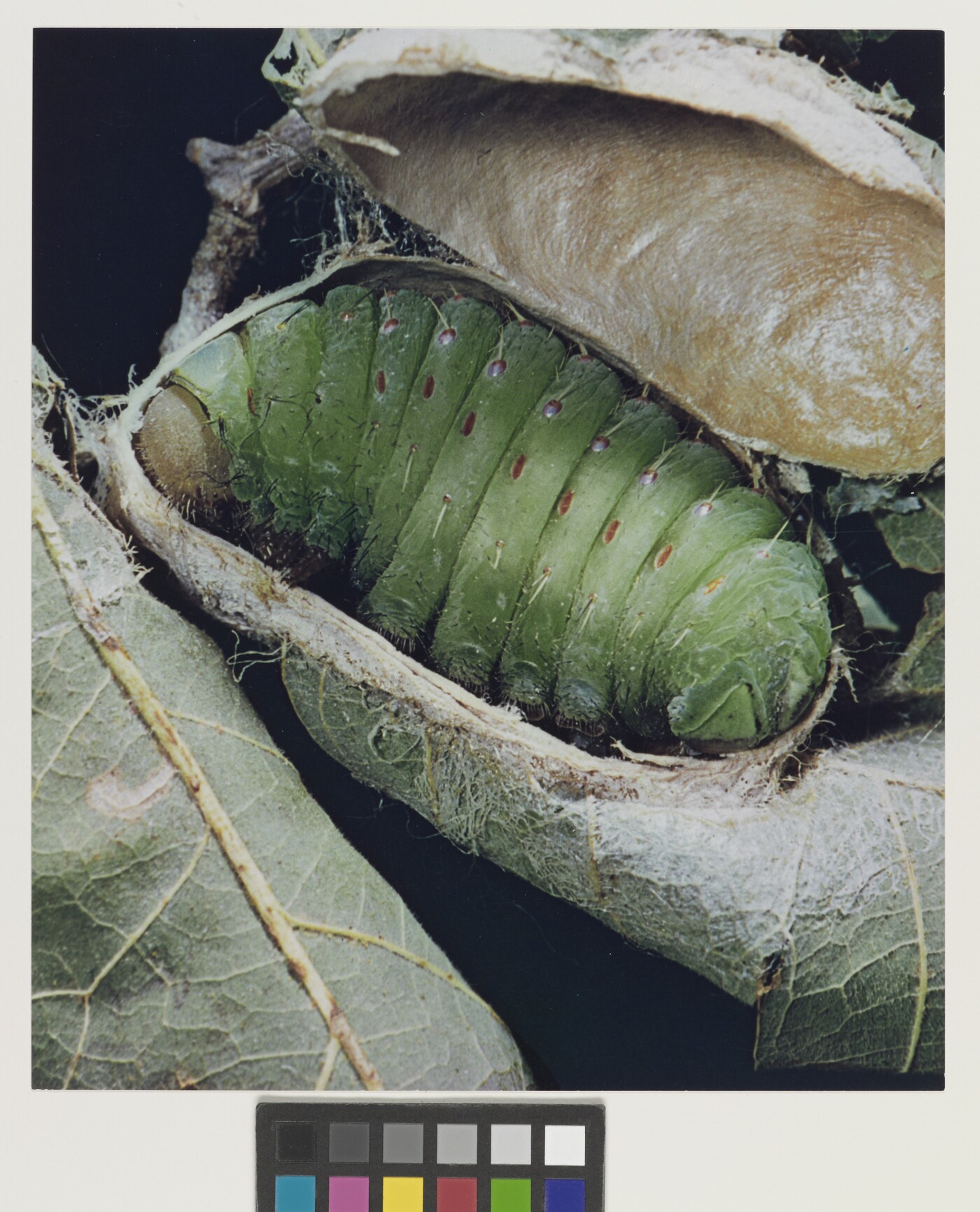 Telea polyphemus Larva, 7-8 Weeks, Pupation Sequence 1, #3 Late ...