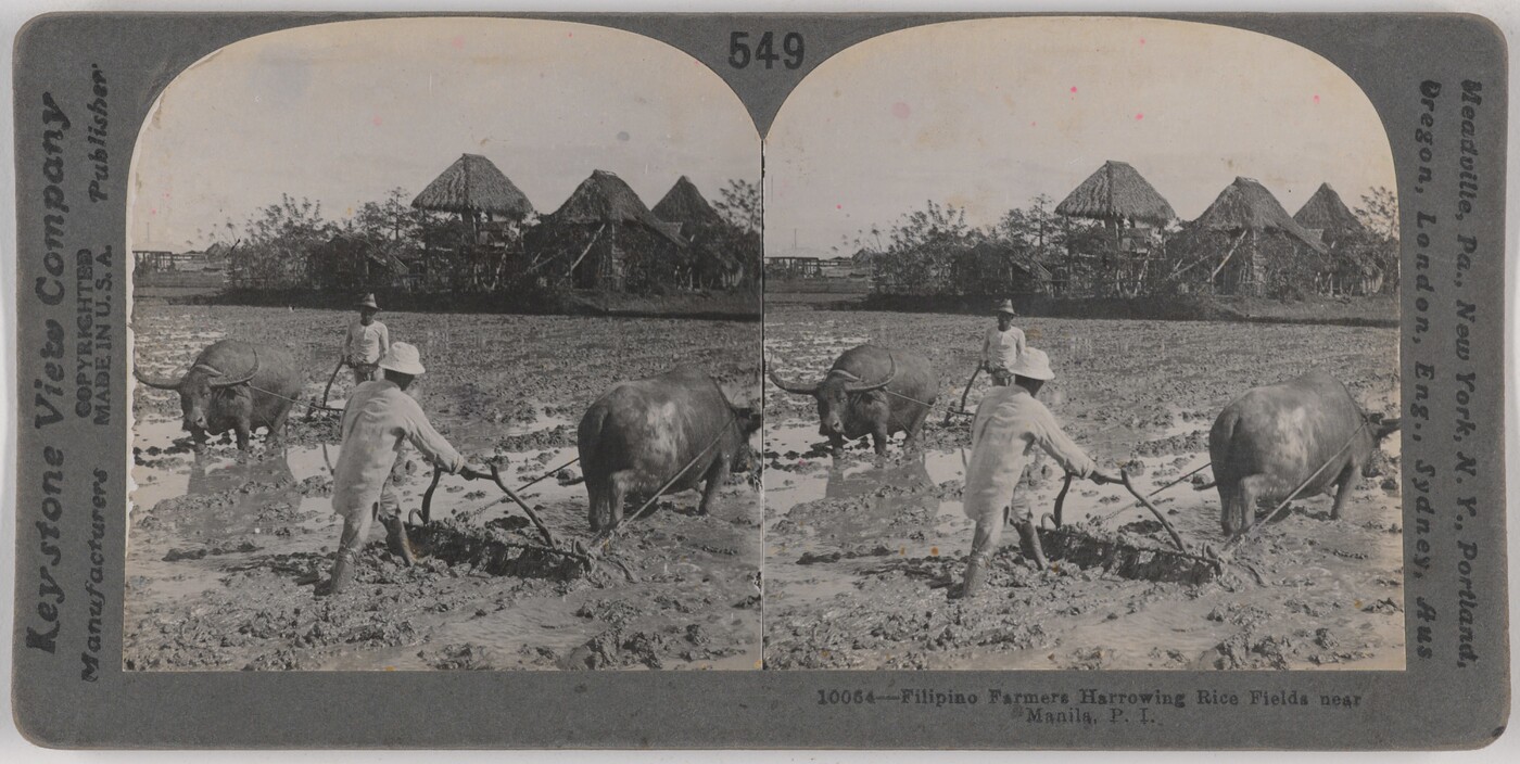 Filipino Farmers Harrowing Rice Fields near Manila, P.I. | Amon Carter ...