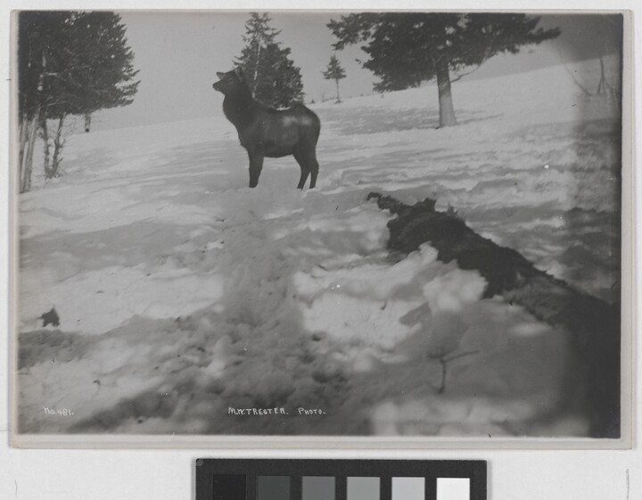 Martin W. Trester | Amon Carter Museum of American Art