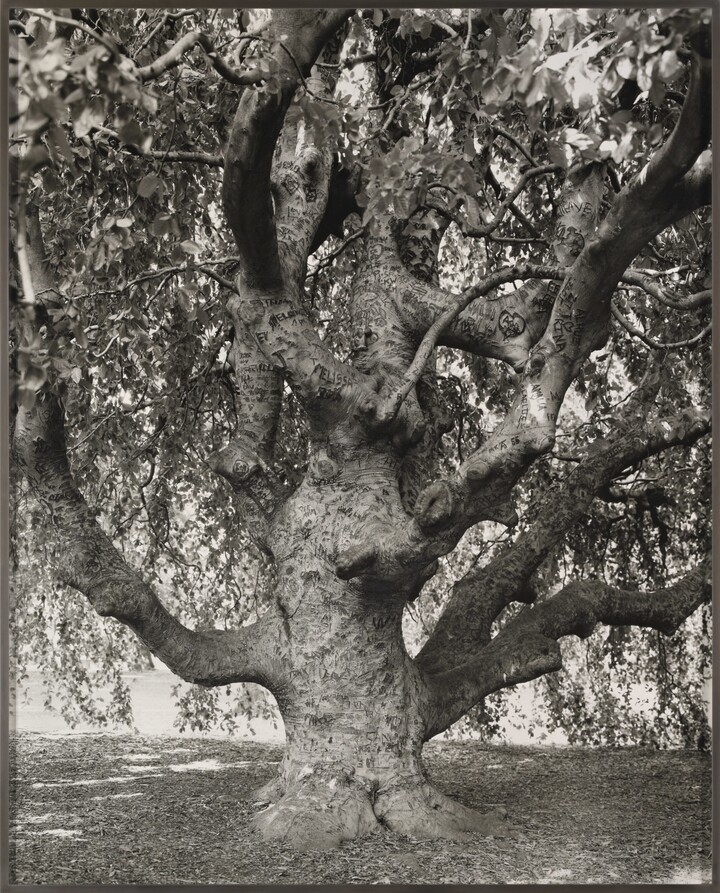 [Portrait of Lillian Gish] | Amon Carter Museum of American Art