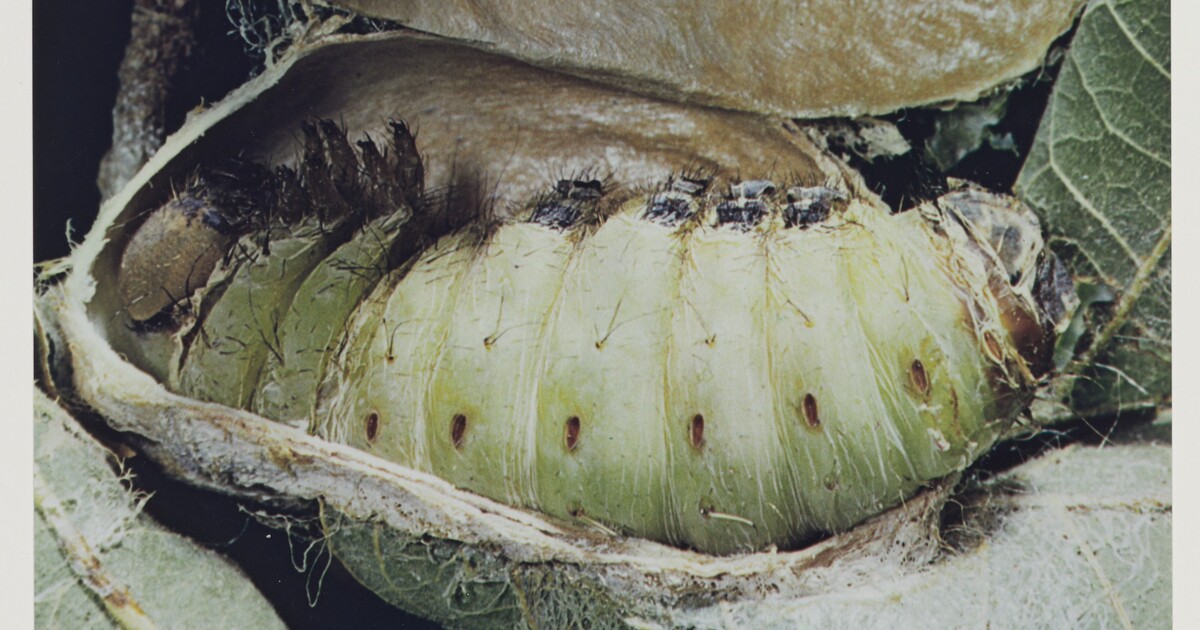 Telea polyphemus Larva, 7-8 Weeks, Pupation Sequence 1, #4, Late ...