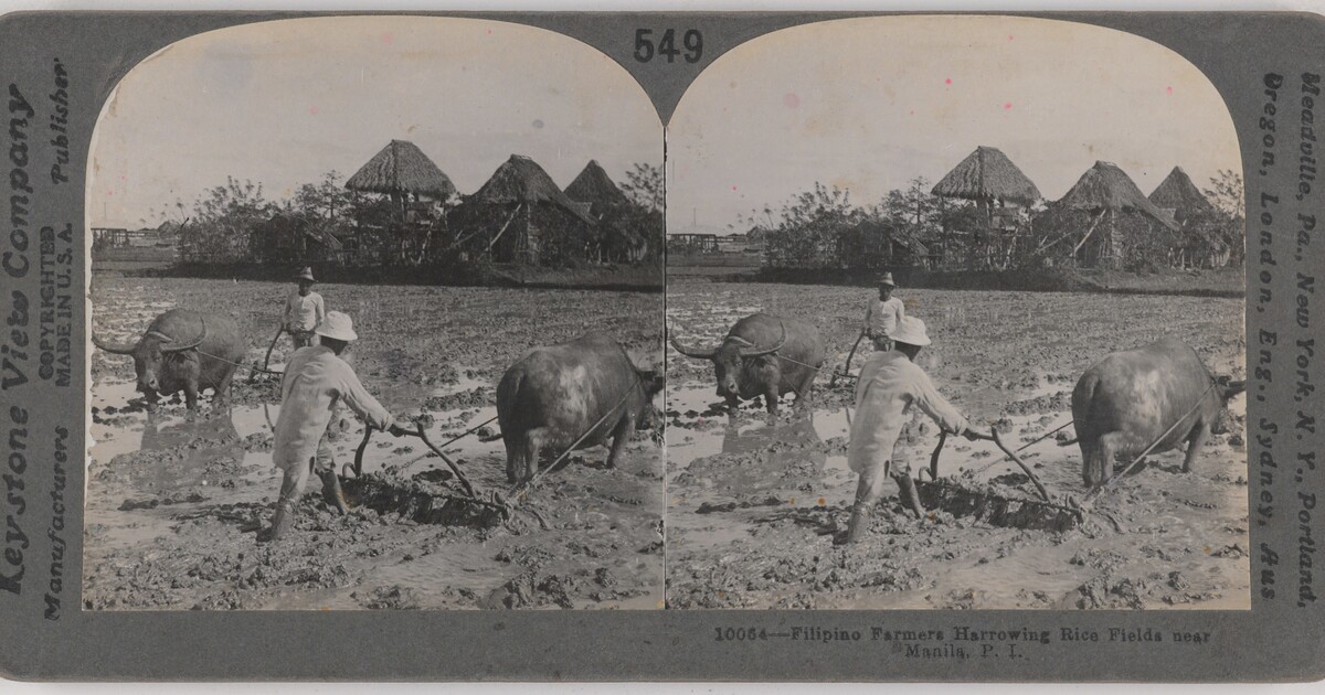 Filipino Farmers Harrowing Rice Fields near Manila, P.I. | Amon Carter ...